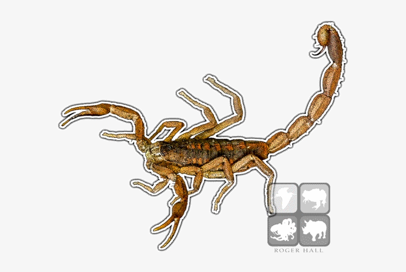 Bark Scorpion - Striped Bark Scorpion - 590x471 PNG Download - PNGkit
