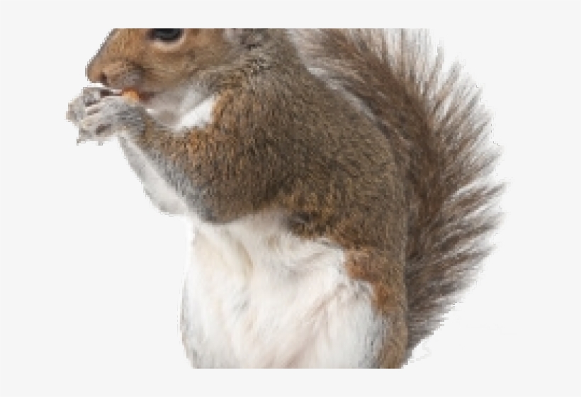 Squirrel Pokemon - 640x480 PNG Download - PNGkit