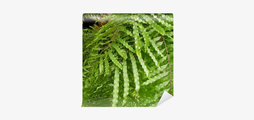 Sword Fern - 400x400 PNG Download - PNGkit