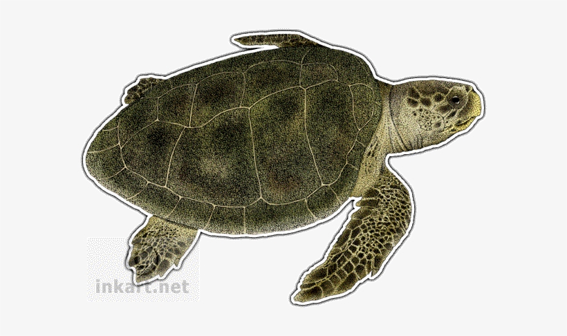 Kemp's Ridley Sea Turtle Decal - Kemp's Ridley Sea Turtle Shot Glass ...