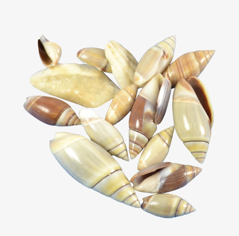 Mexican Olive Craft Seashell - Mexican Olive Craft Shells Seashells ...