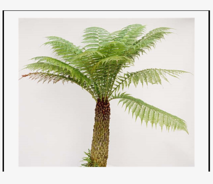 Australian Tree Fern - 809x630 PNG Download - PNGkit