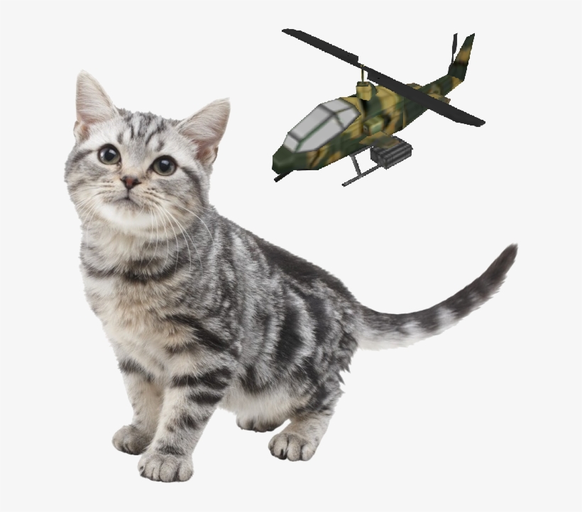 Nintendogs Cat And Helicopter - Nintendogs And Cats - 642x642 PNG ...
