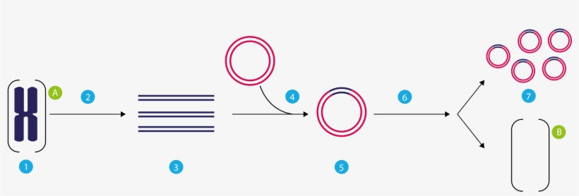 Open - Plasmid - 2000x623 PNG Download - PNGkit