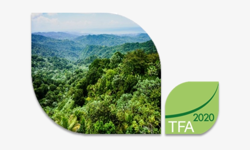 Accelerating Action On 2020 Commitments - Tree - 642x418 PNG Download ...