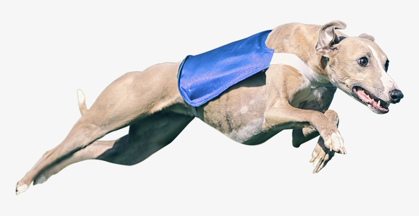 Superfecta - 760x343 PNG Download - PNGkit