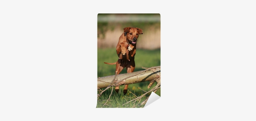 Rhodesian Ridgeback Dog Jumping Over Log Wall Mural - Rhodesian ...