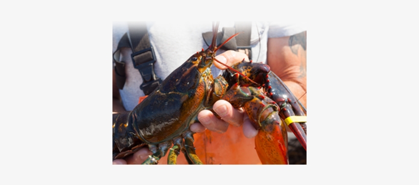 Mftl Top A Modules Products Mftl Top A Modules Sustainable - Main ...