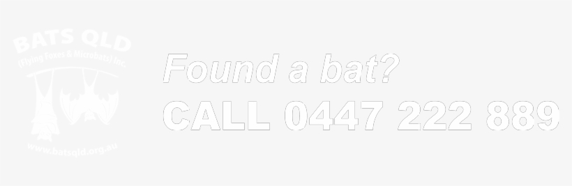 Bats Qld - 800x200 PNG Download - PNGkit