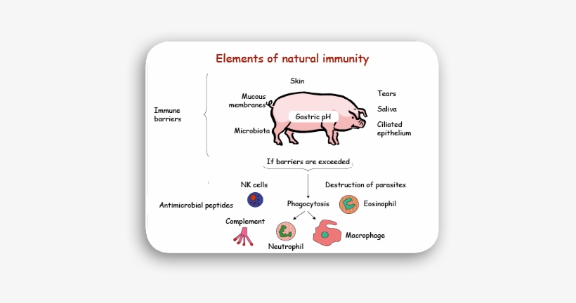 Are Exceeded, Another Nonspecific Defense Response - Pig Immune System ...