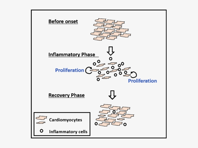 Cardiomyocyte Proliferation During Eam - Heart - 563x536 PNG Download ...