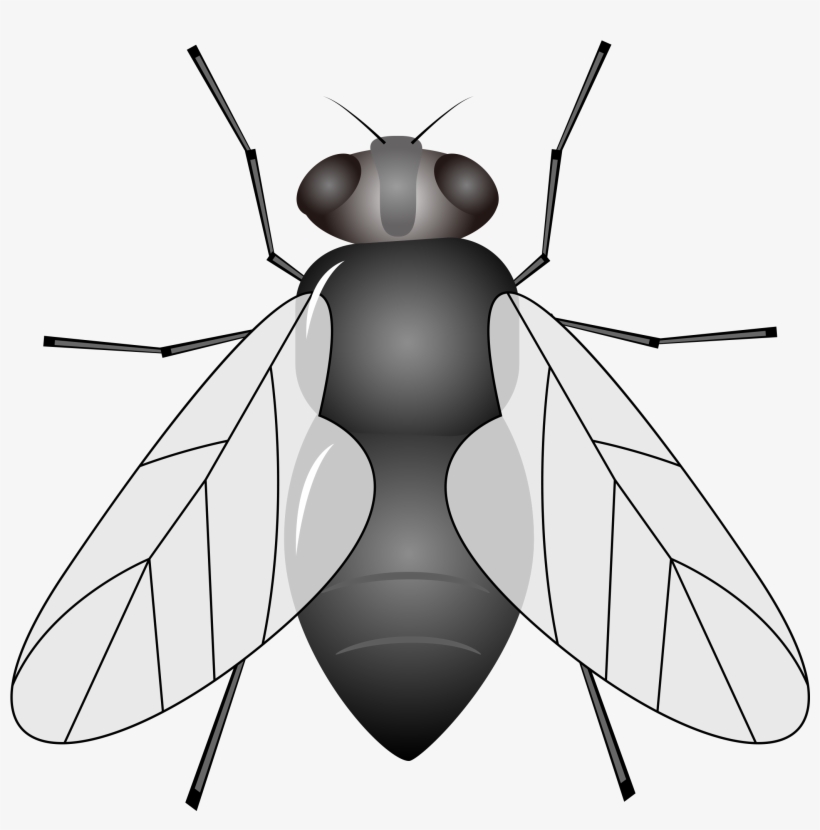 Insecto Mosca De Los Animales Clipart - Mosca Animado Png - 2169x2169 ...