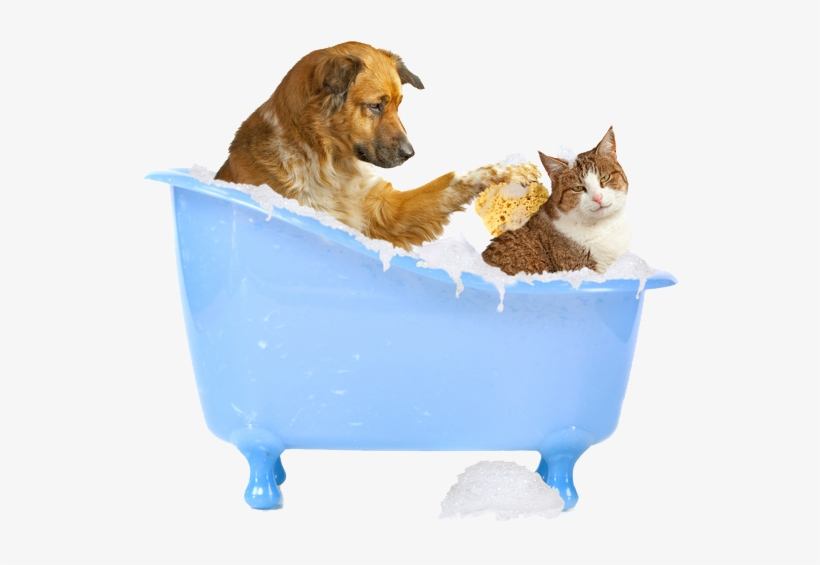 Great Image Of Dog Bathing A Cat - Dog And Cat Bath - 568x521 PNG ...