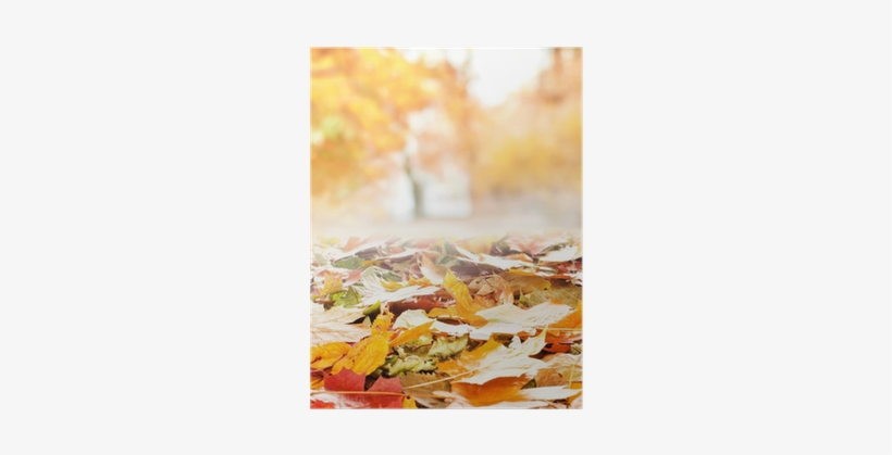 A Colorful Background Autumn Image With Fallen Leaves - Autumn ...