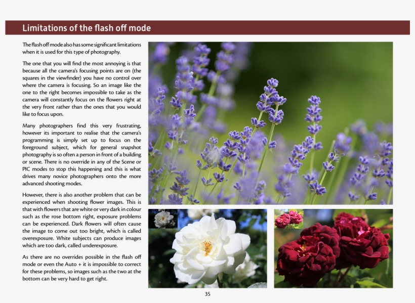 A Random Selection Of Pages From The Book Are Shown - Evergreen Rose ...