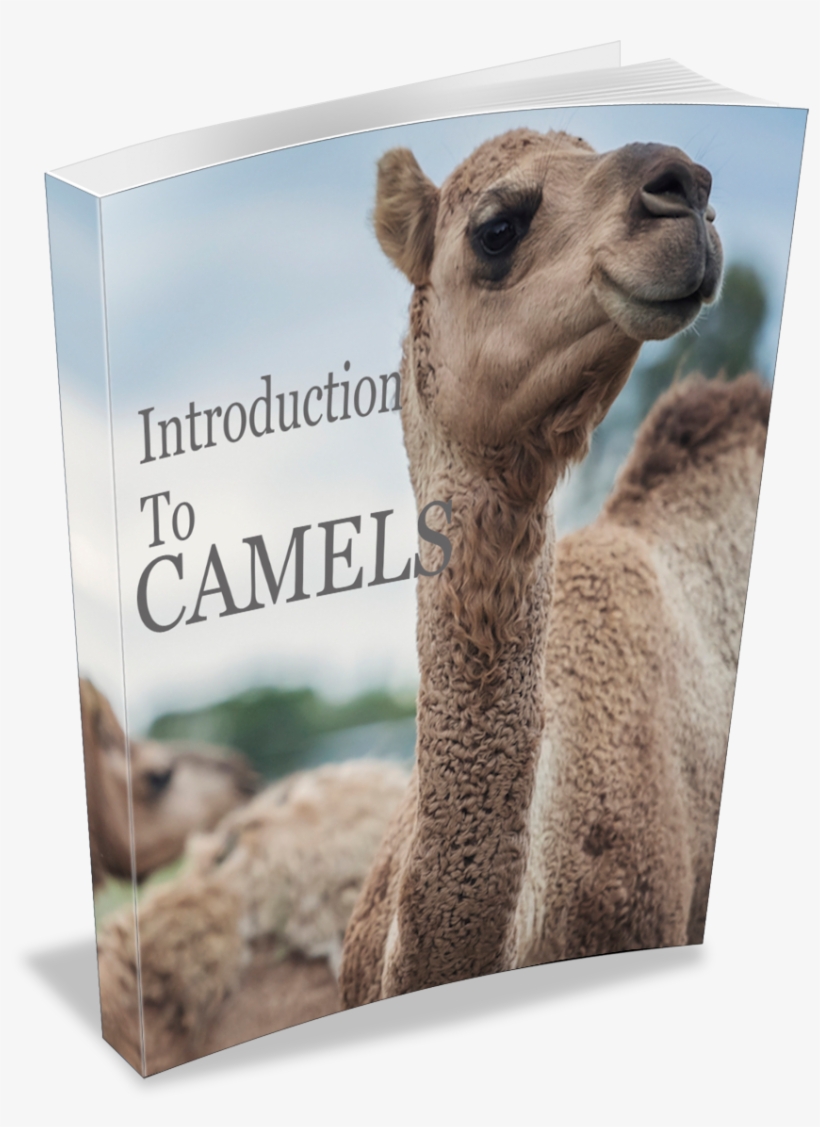 Camel Books - Book - 849x1126 PNG Download - PNGkit