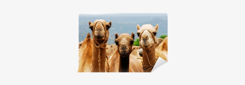 Camel Milk - 400x400 PNG Download - PNGkit