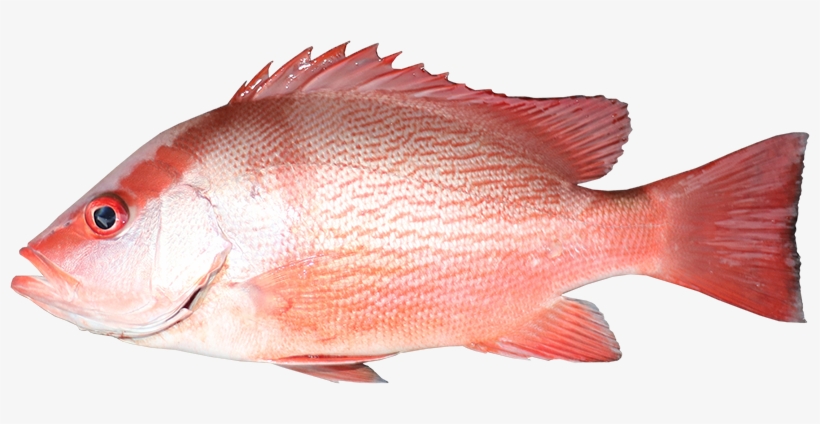 Saddletail Snapper - 800x344 PNG Download - PNGkit