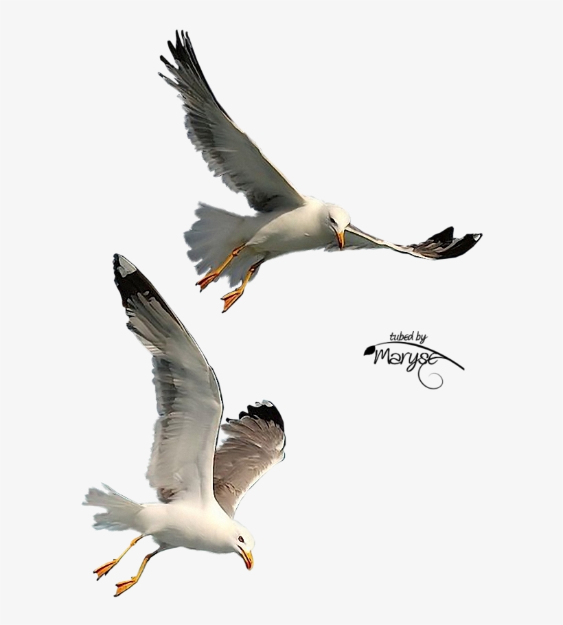 Free Download Seagulls Flying Png Clipart Gulls Bird - Flying Seagull Png - 663x854 PNG Download ...