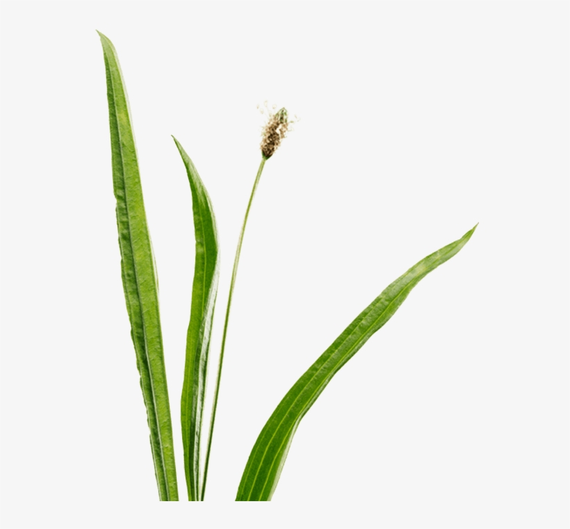 Plantain - Arrowgrass Family - 559x680 PNG Download - PNGkit