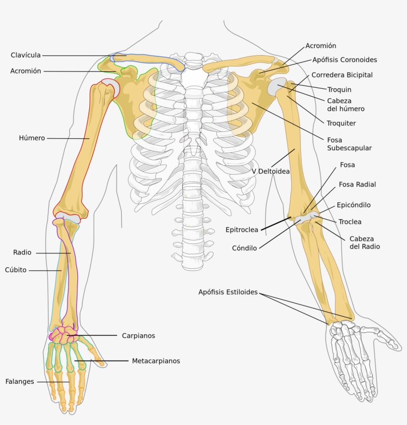 Open - Arm And Shoulder Girdle - 2000x1753 PNG Download - PNGkit