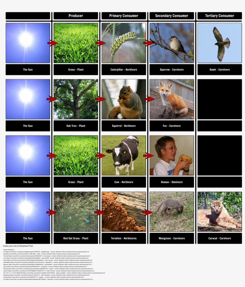 Download Transparent Food Chain Examples - Food Chain - PNGkit