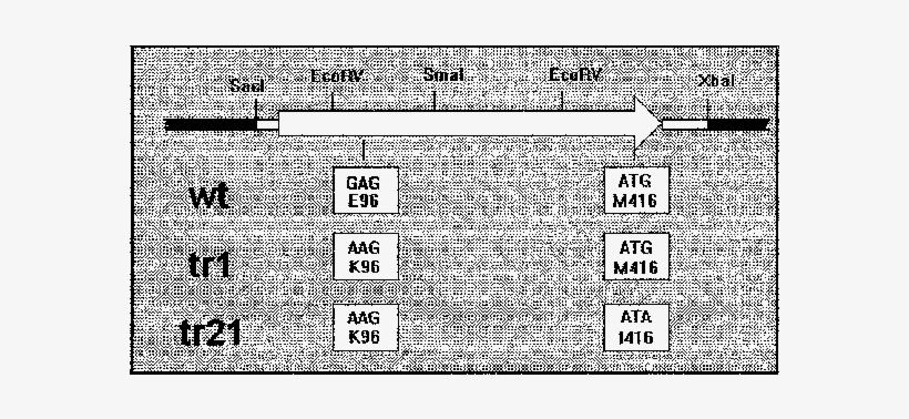 Physical Map Of The Bgla Gene The Arrow Represents - Number - 602x298 ...