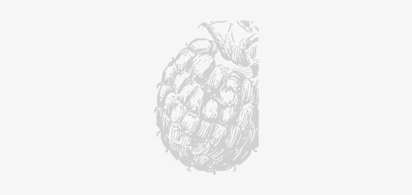 Pickled Raspberries - Sketch - 400x600 PNG Download - PNGkit