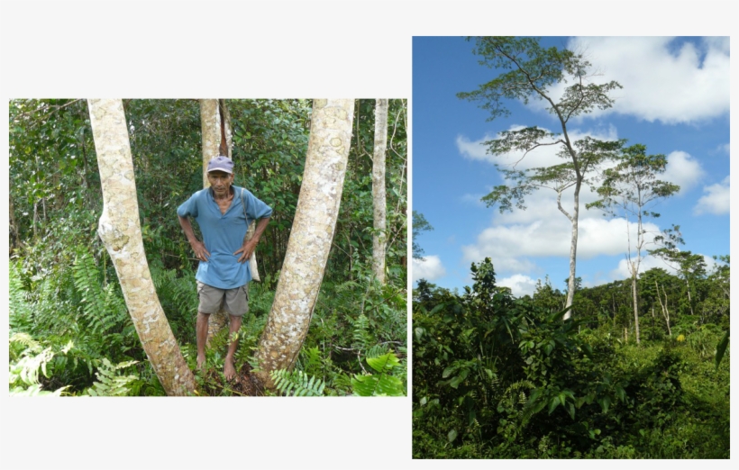 Download Transparent From 2009, With Tauneduiy, Who Claims These Trees ...