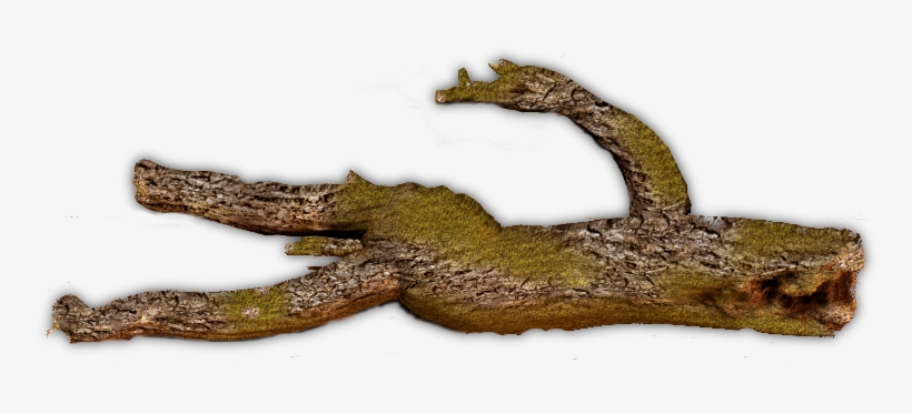 44 Decaying Log5 06 Feb 2009 - Fallen Tree Trunk Png - 790x321 PNG ...