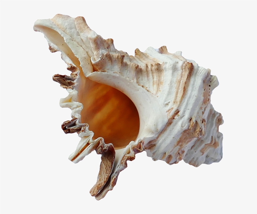 Moana Shell Png - 960x640 PNG Download - PNGkit