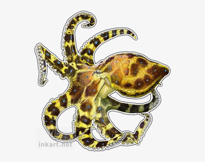 Download Transparent Drawn Octopus Transparent - Blue-ringed Octopus ...