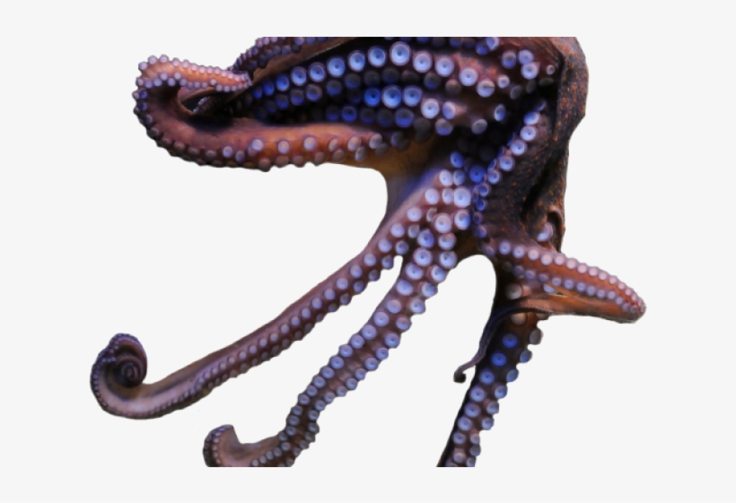 Octopus Png Transparent Images - Common Octopus - 640x480 PNG Download ...