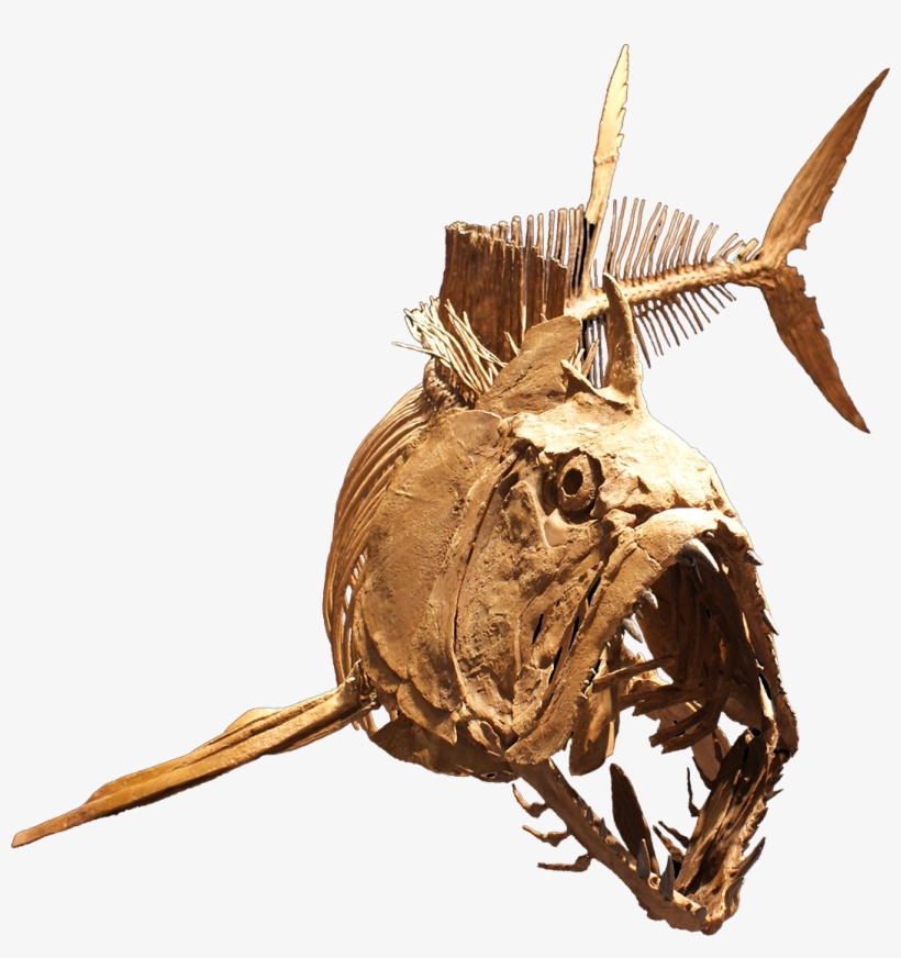 Xiphactinus Audax - Xiphactinus Skeleton - 1064x1080 PNG Download - PNGkit