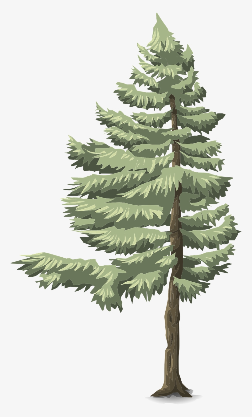 Forest, Tree, Conifer, Green, Nature, Forest - Coniferous Forest Biome ...