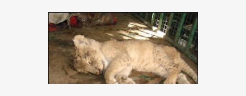 'lion Cub Dead In Infighting In Amreli' - Lion In Village - 500x300 PNG ...