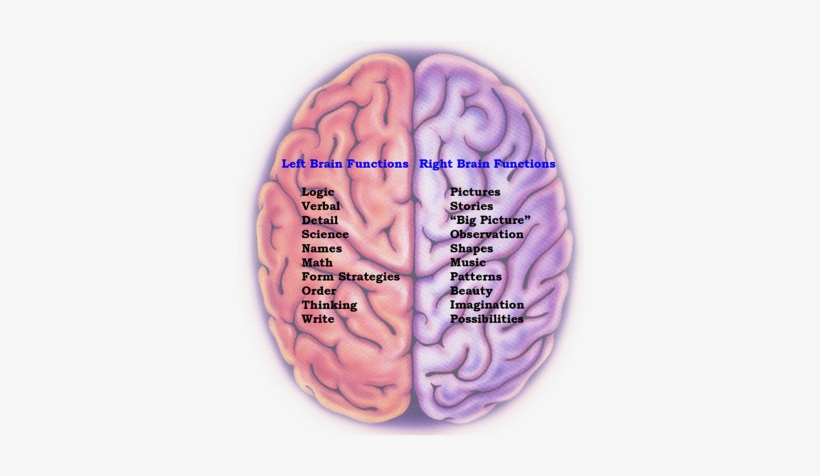 The Brain Has Two Distinct Sides, Or Hemispheres, The - Human Brain ...