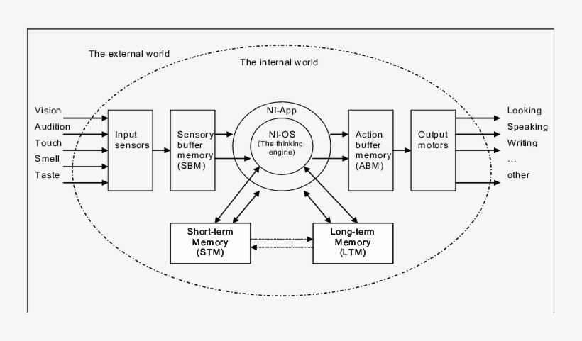 The Functional Model Of The Brain - Brain - 743x401 PNG Download - PNGkit