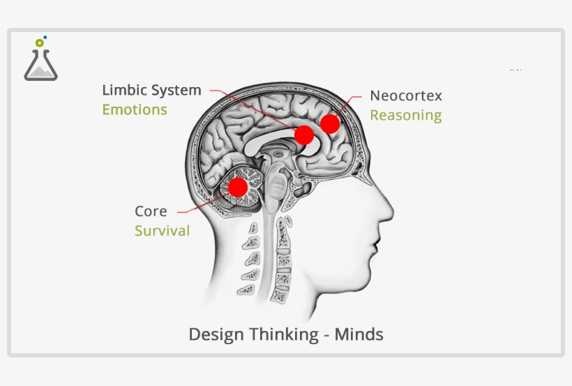 Concepts Of Being Right Brain Creative Or Left Brain - Triune Brain ...