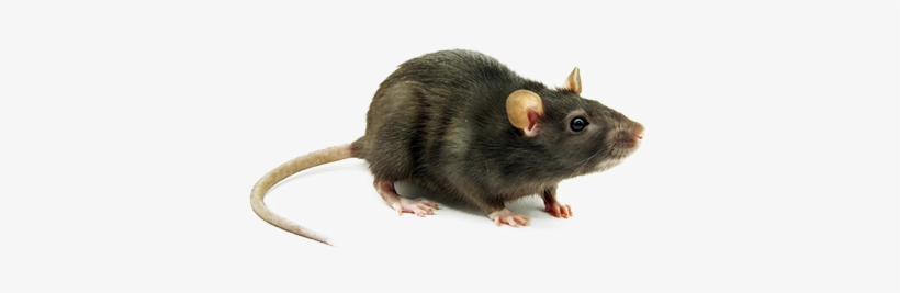 Roof Rat - Mice Png Transparent - 500x300 PNG Download - PNGkit