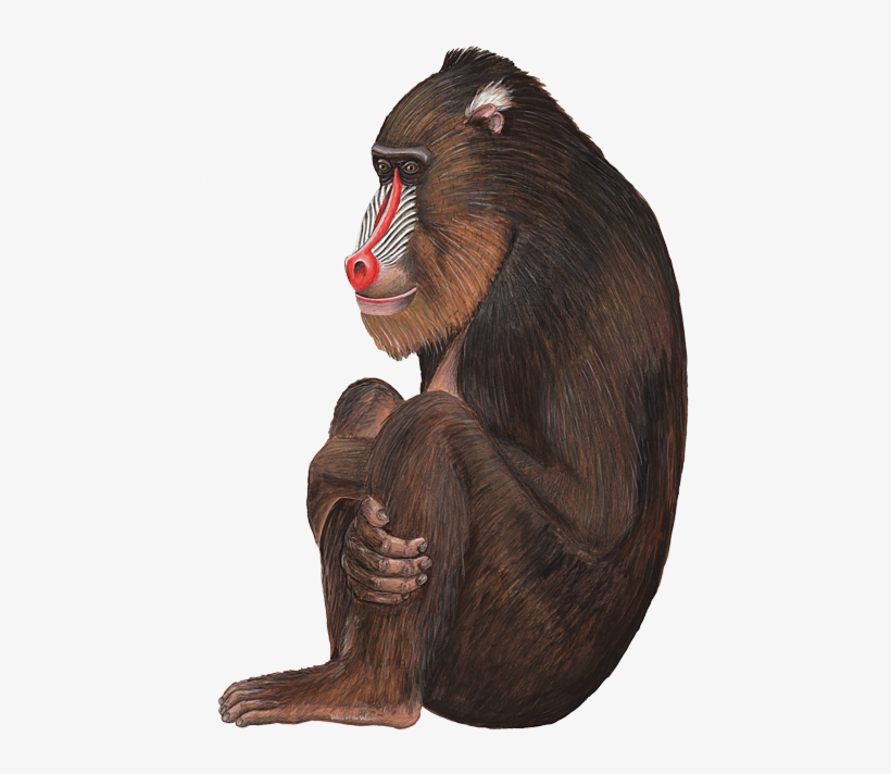 Baboon Png - 447x650 PNG Download - PNGkit