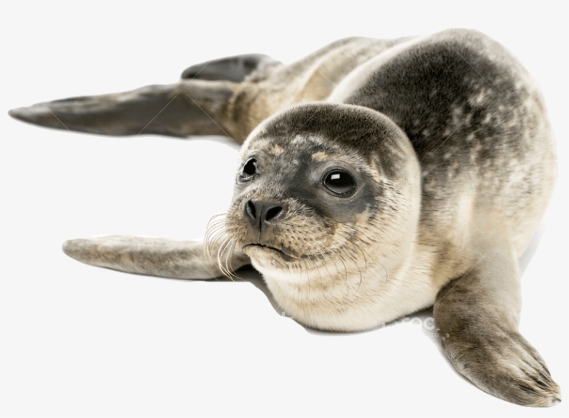 Seal - Grey Seal Png - 835x573 PNG Download - PNGkit