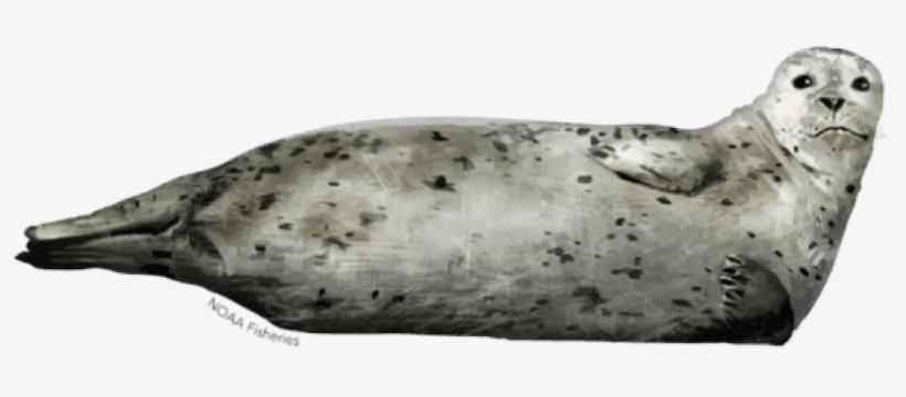 Free Png Harbor Seal Png Images Transparent - Stock.xchng - 850x567 PNG ...