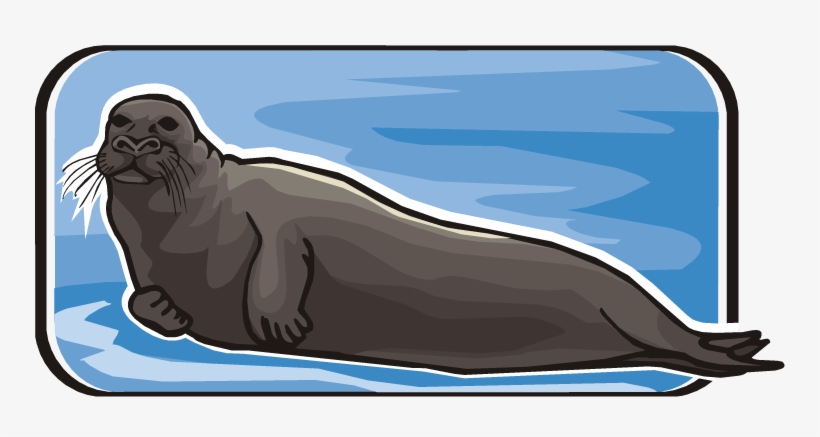 Harbor Seal - 750x357 PNG Download - PNGkit