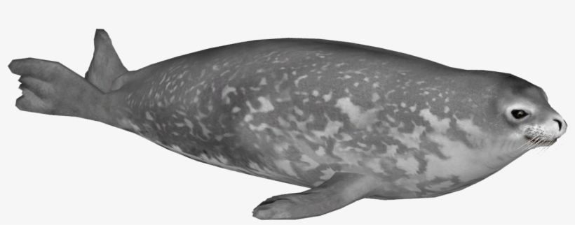 Weddell Seal - Humpback Whale - 1254x1254 PNG Download - PNGkit