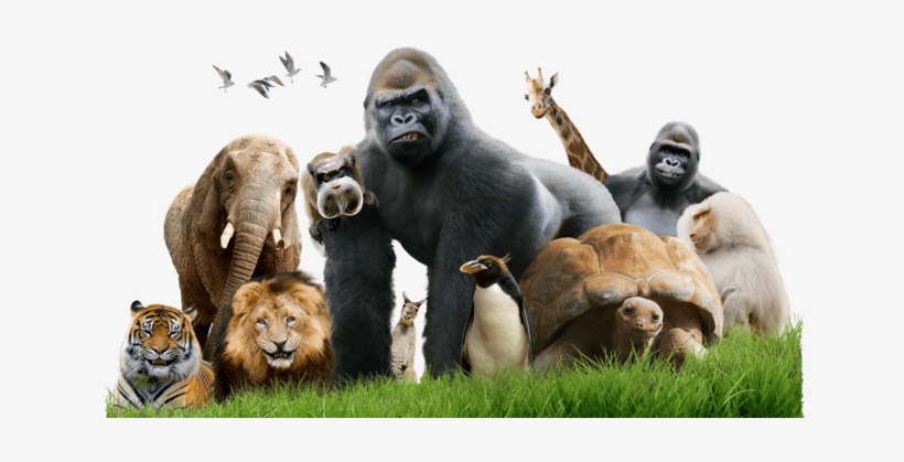 The Zoo - Cbbc The Zoo - 640x359 PNG Download - PNGkit