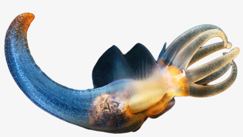 Alexander Semenov - Pteropod Png - 1170x697 PNG Download - PNGkit