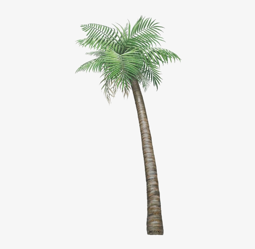 Palm Tree Png Transparent Image - Small Pictures Of Palm Trees ...