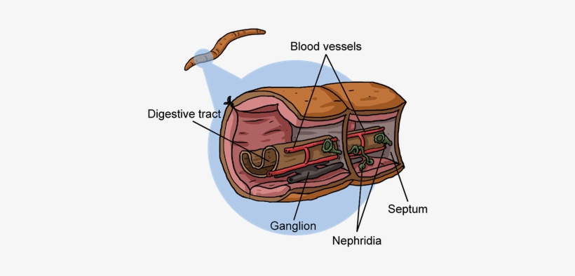 The Land Dwelling Annelids, Like Earthworms, Breathe - Lifeboat ...
