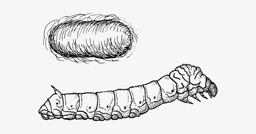 Silk Moth Clipart Earthworm - Silk Worm Clip Art - 600x370 PNG Download ...